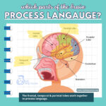 Speech Delays and Language Disorders | HIE Help Center